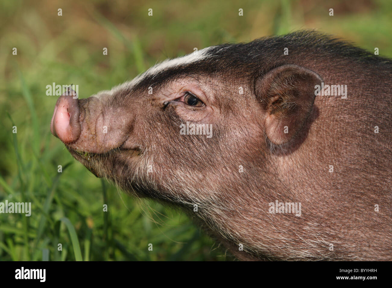 Pig Profile High Resolution Stock Photography and Images - Alamy