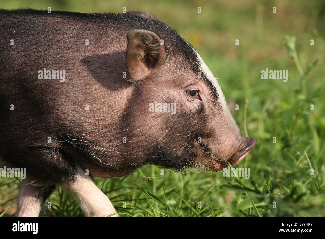 Solo pig hi-res stock photography and images - Alamy
