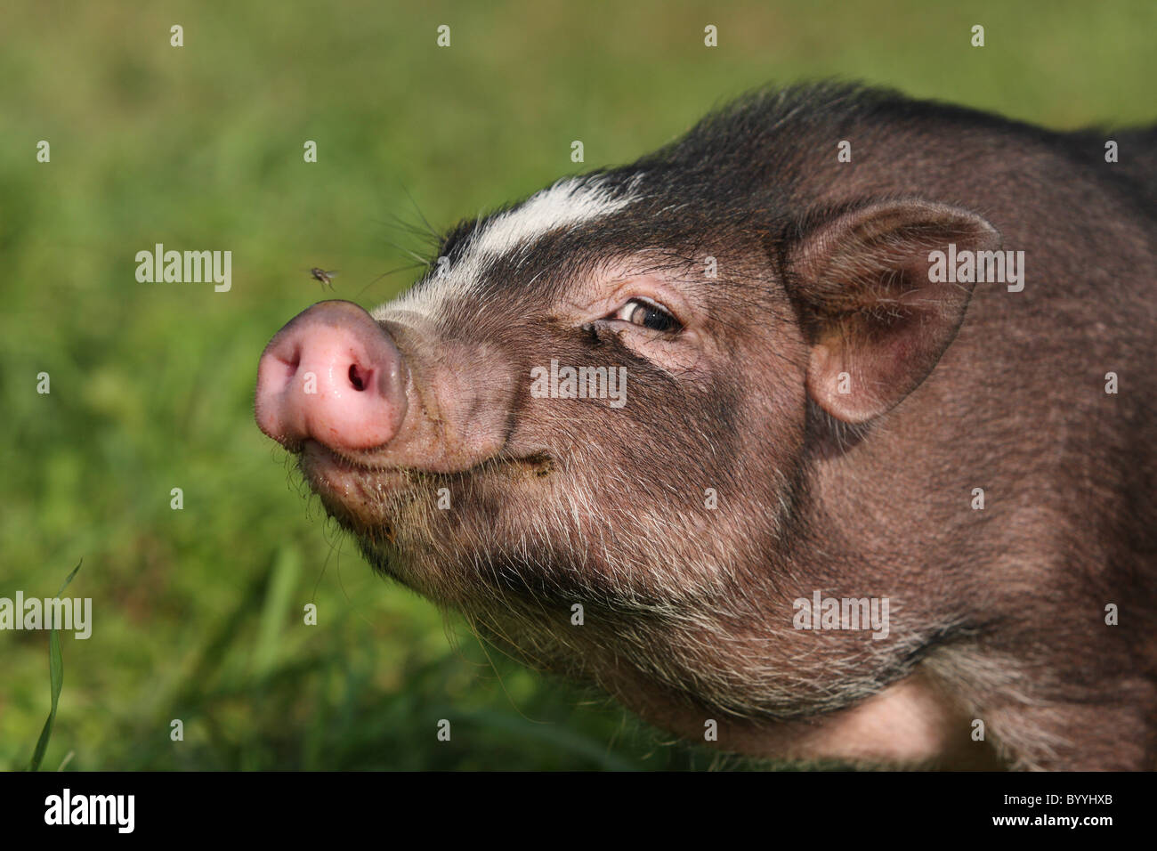 Pot bellied pig hi-res stock photography and images - Alamy