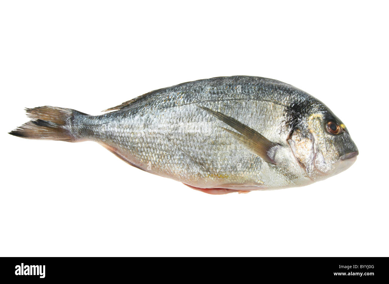 Gilt head bream fish isolated on white Stock Photo - Alamy