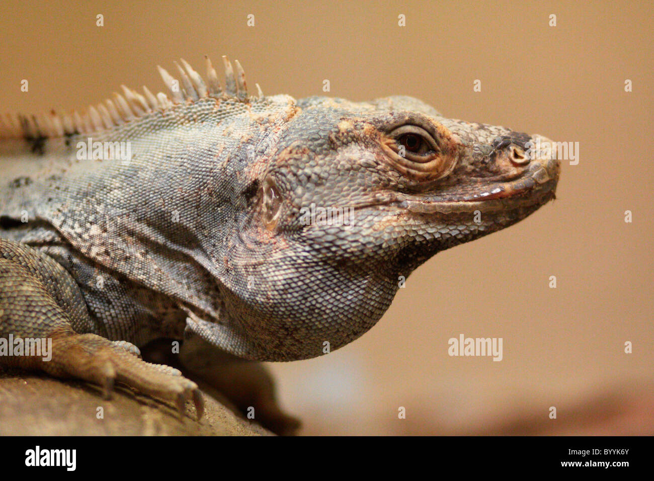 Lizard head scales hi-res stock photography and images - Alamy