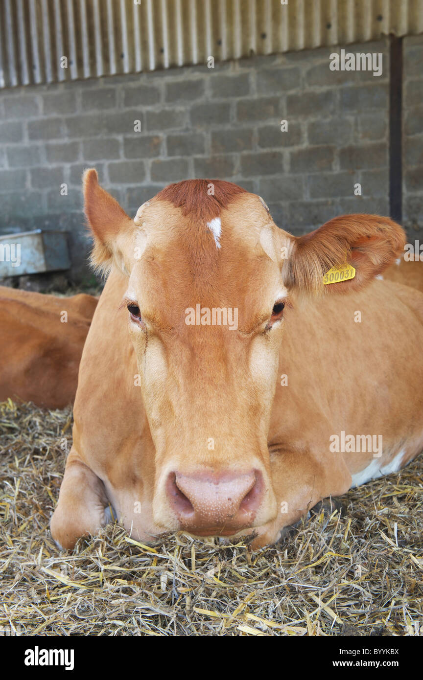 lone cow sits on hay awaiting milking on dairy farm in Suffolk Stock ...