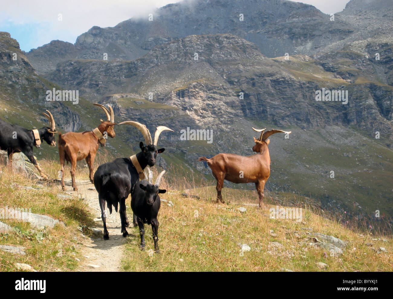 Capra genus hi-res stock photography and images - Alamy