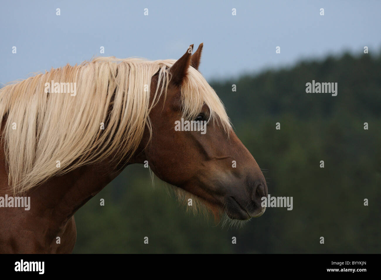 Black forest cold blood hi-res stock photography and images - Alamy