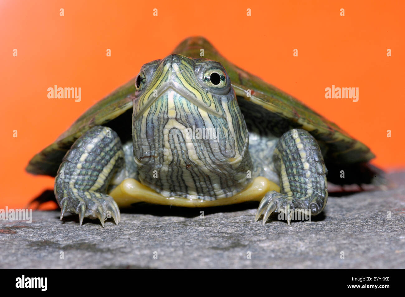 Red-eared Slider Trachemys scripta elegans Stock Photo - Alamy