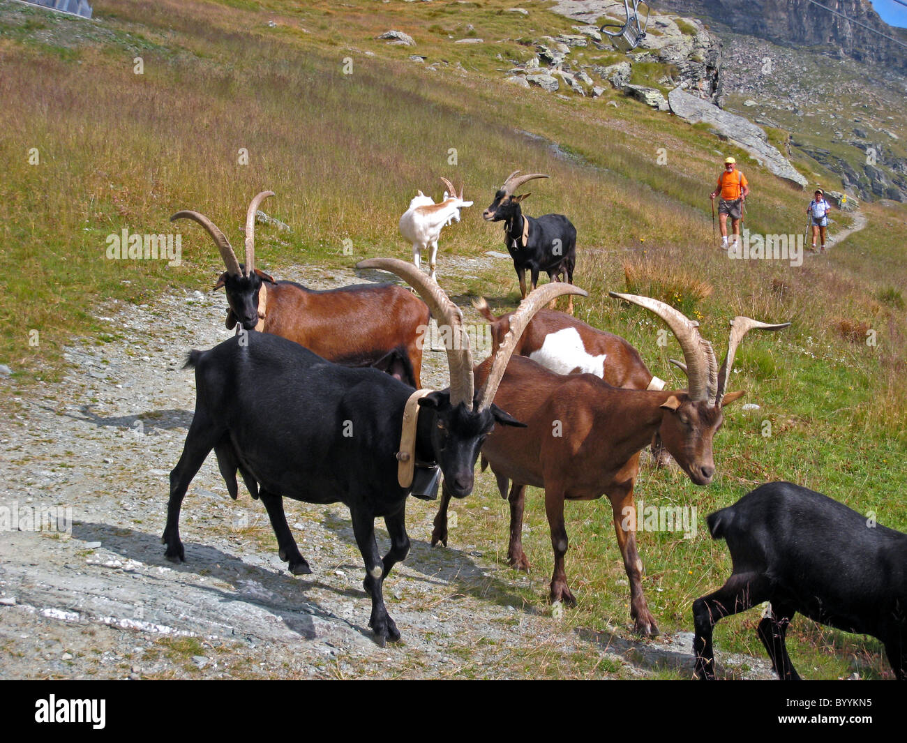 Capra genus hi-res stock photography and images - Alamy