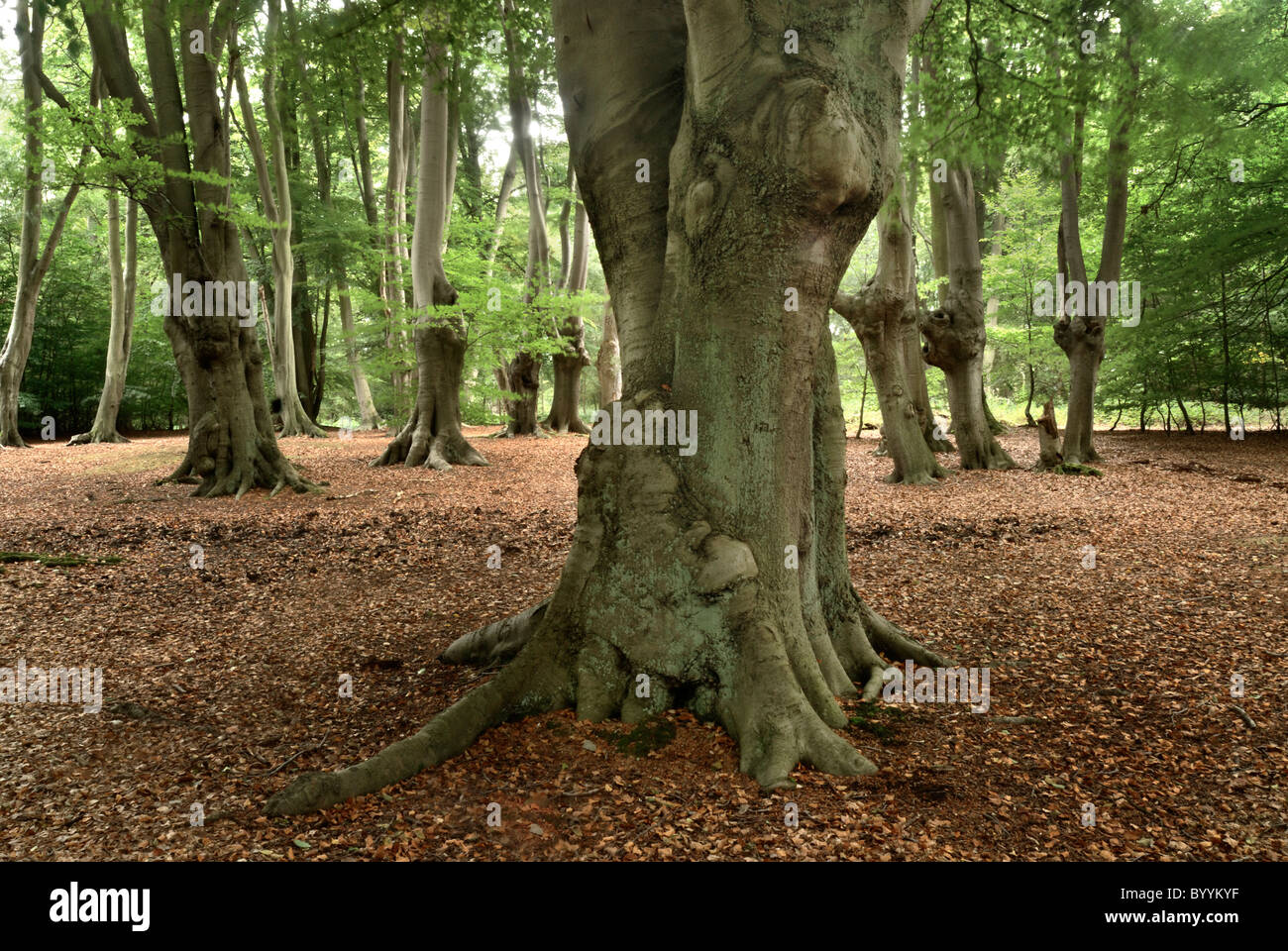 Epping forest hi-res stock photography and images - Alamy