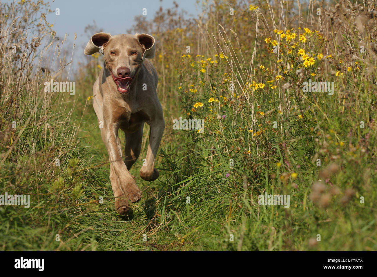 Running Weimaraner High Resolution Stock Photography and Images - Alamy