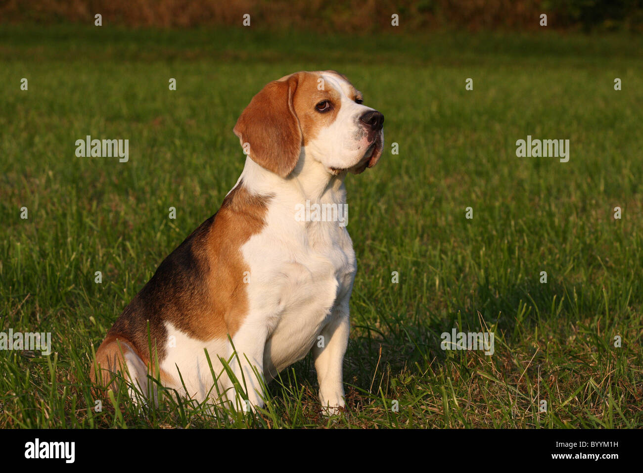 Single sit beagle dog hi-res stock photography and images - Alamy