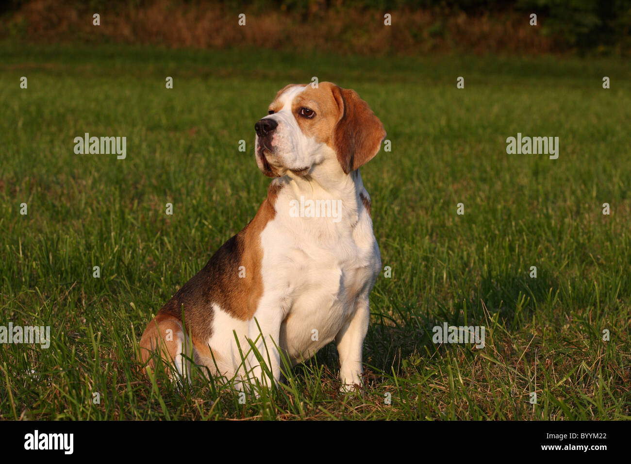Single sit adult beagle dog hi-res stock photography and images - Alamy
