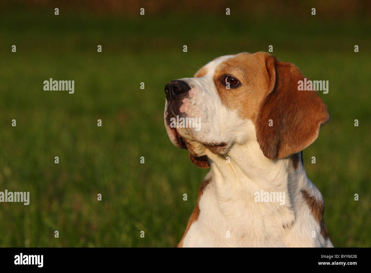 Side view beagle head hi-res stock photography and images - Alamy