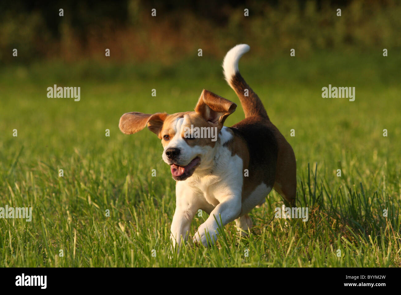 Beagle running side view hi-res stock photography and images - Alamy