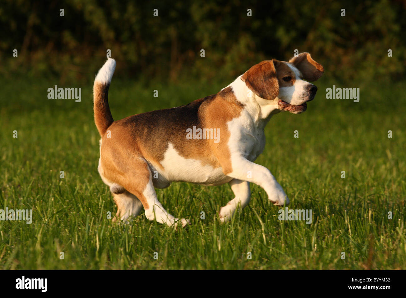 Beagle running side view hi-res stock photography and images - Alamy