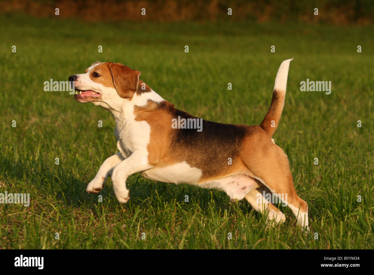 Beagle dogs hi-res stock photography and images - Alamy