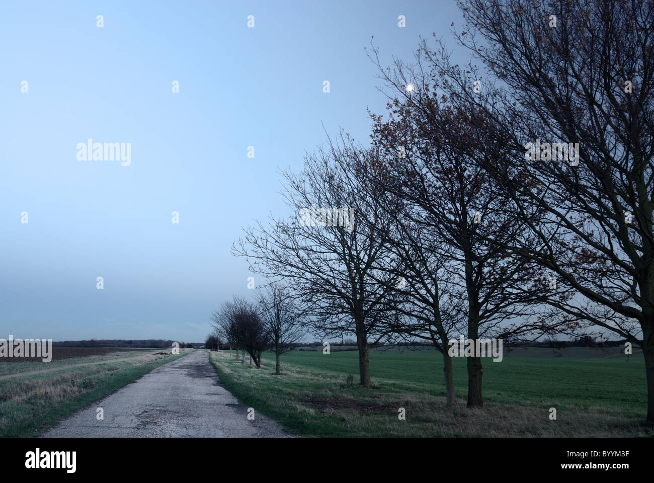 Path on rural farmland lined with trees in winter,essex,england,uk ...