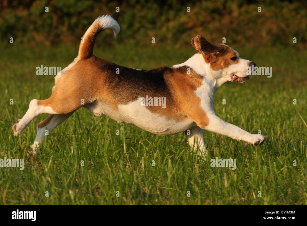 Beagle dogs hi-res stock photography and images - Alamy