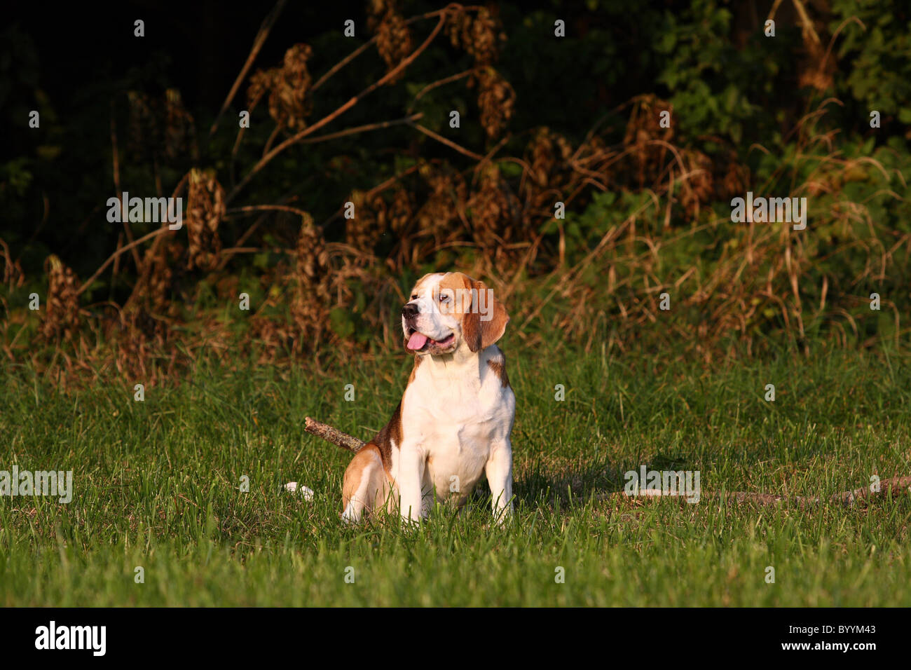Single sit adult beagle dog hi-res stock photography and images - Alamy