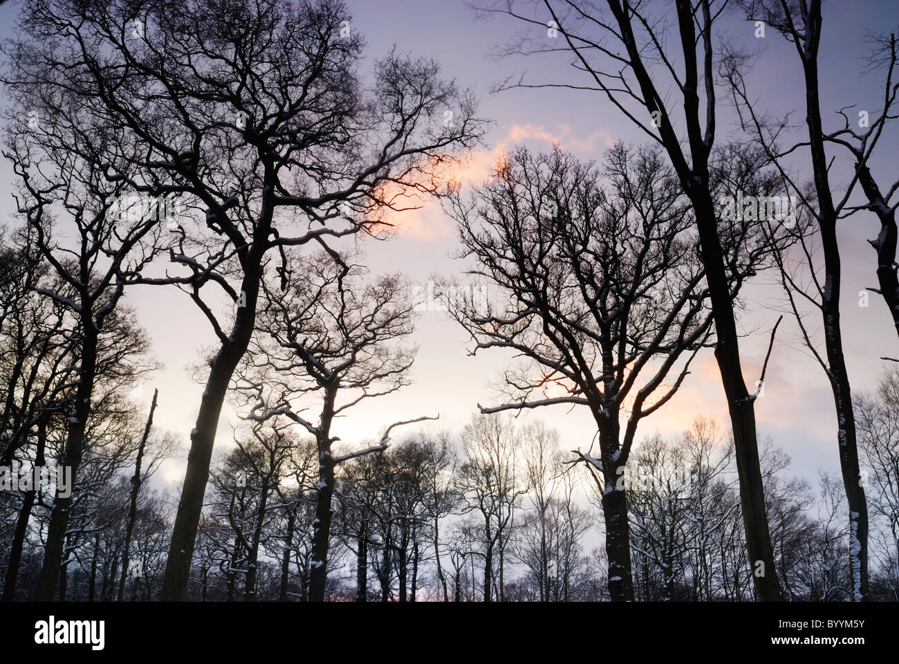 Trees with winter view hi-res stock photography and images - Alamy
