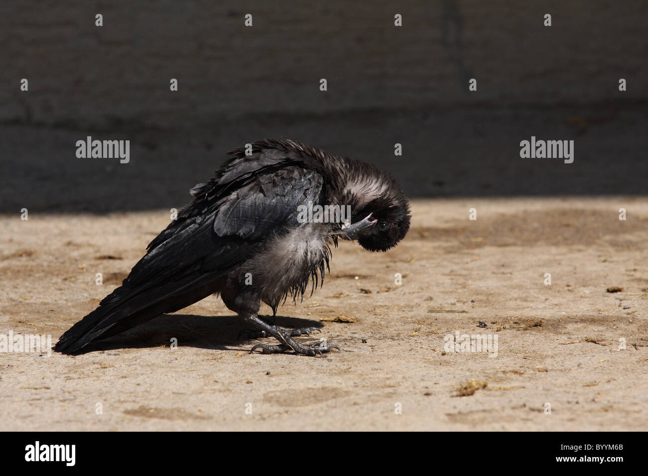 Preening Crow High Resolution Stock Photography and Images - Alamy