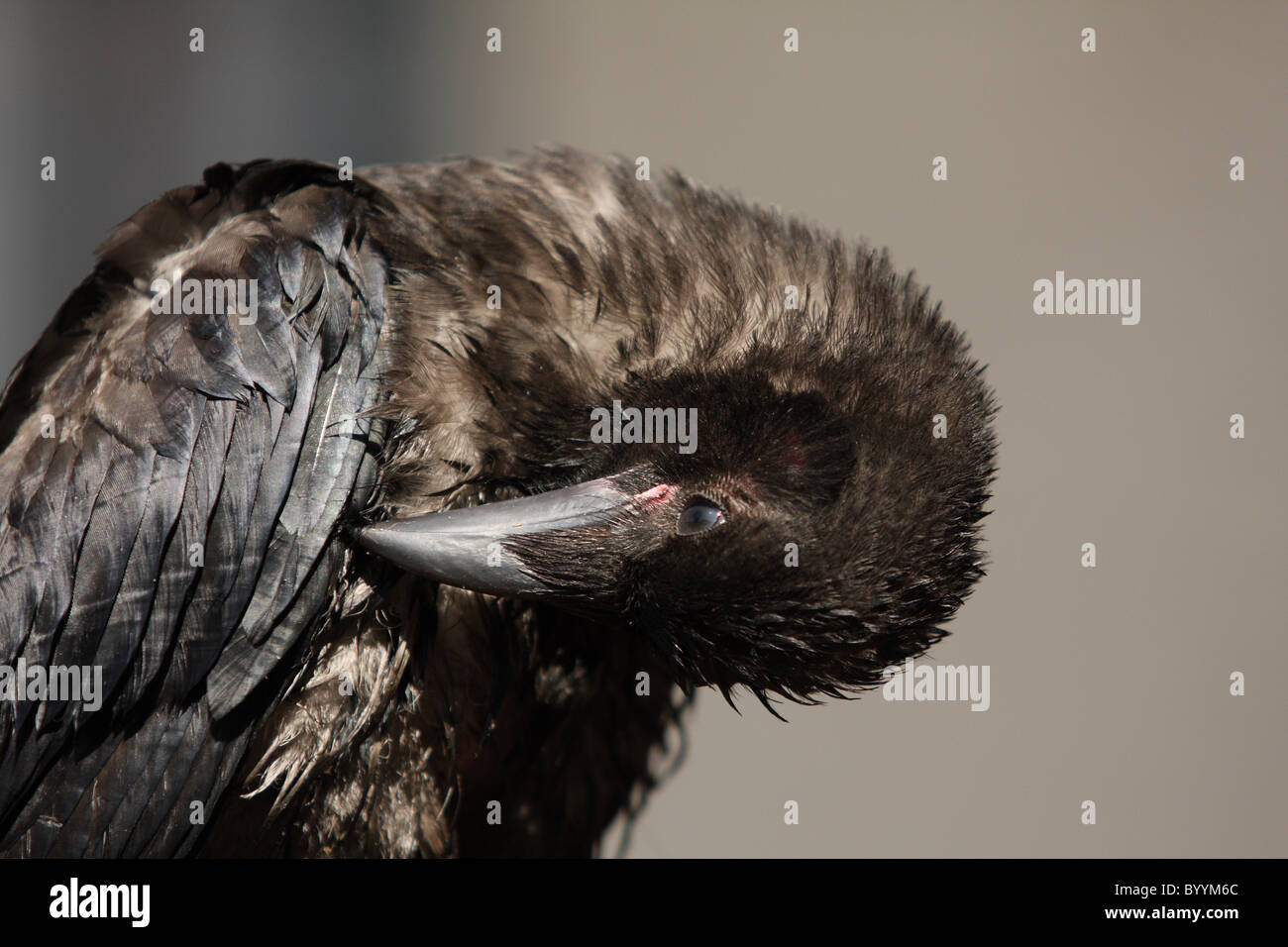 Preening crow hi-res stock photography and images - Alamy