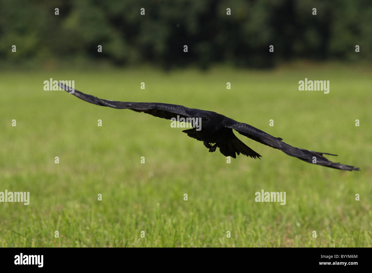Flying black crows hi-res stock photography and images - Alamy
