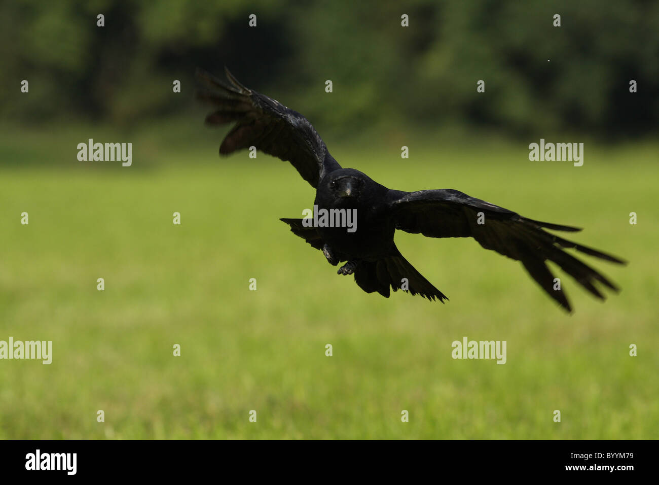 Black crow flying hi-res stock photography and images - Alamy