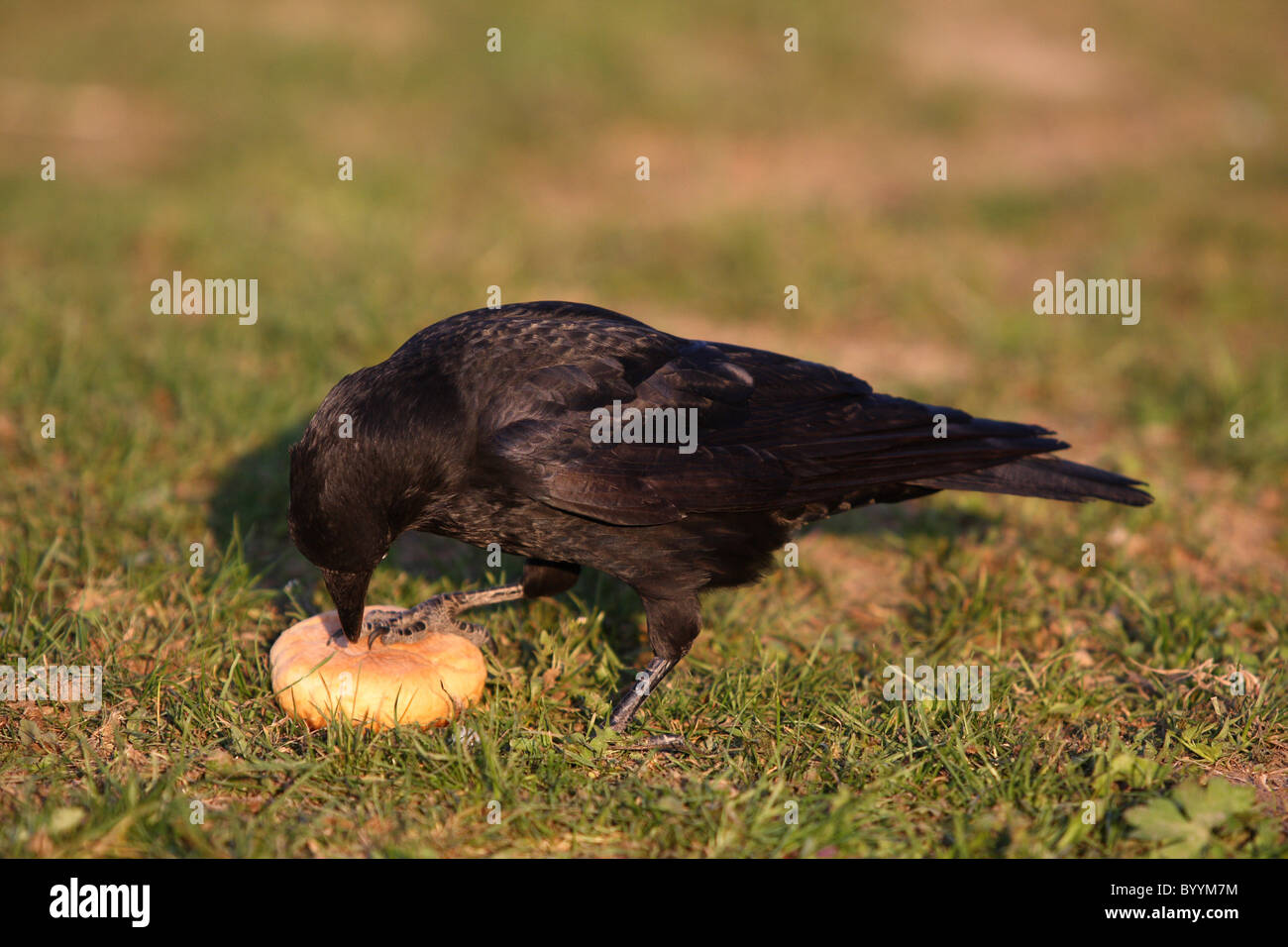 Crows eat them hi-res stock photography and images - Alamy