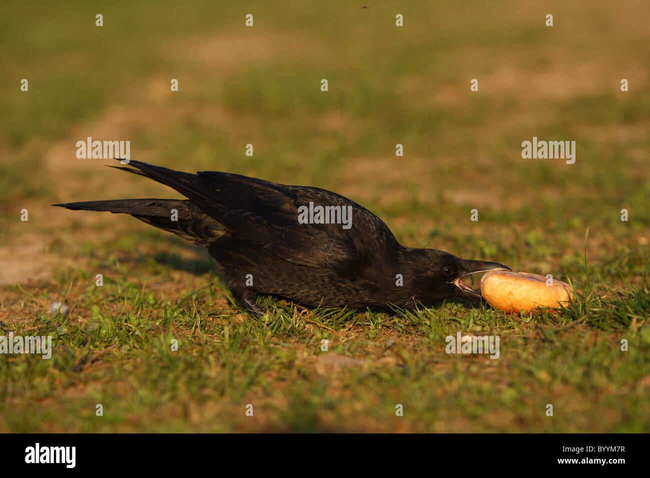 Crow and bread hi-res stock photography and images - Alamy