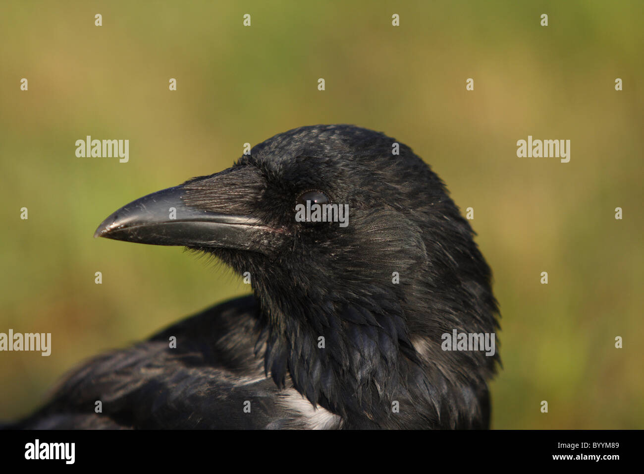 Black crow head hi-res stock photography and images - Alamy