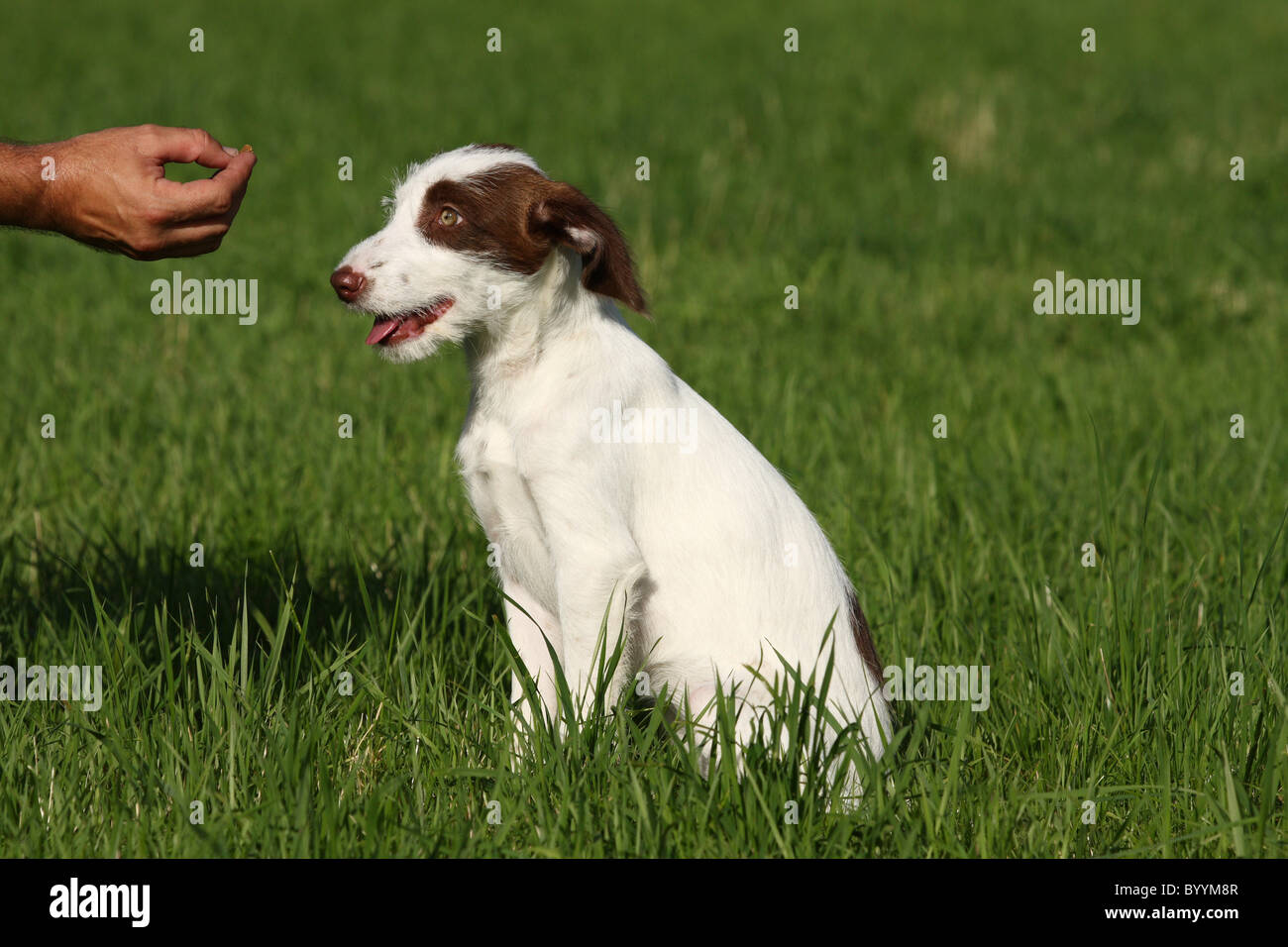 dog gets treat Stock Photo - Alamy