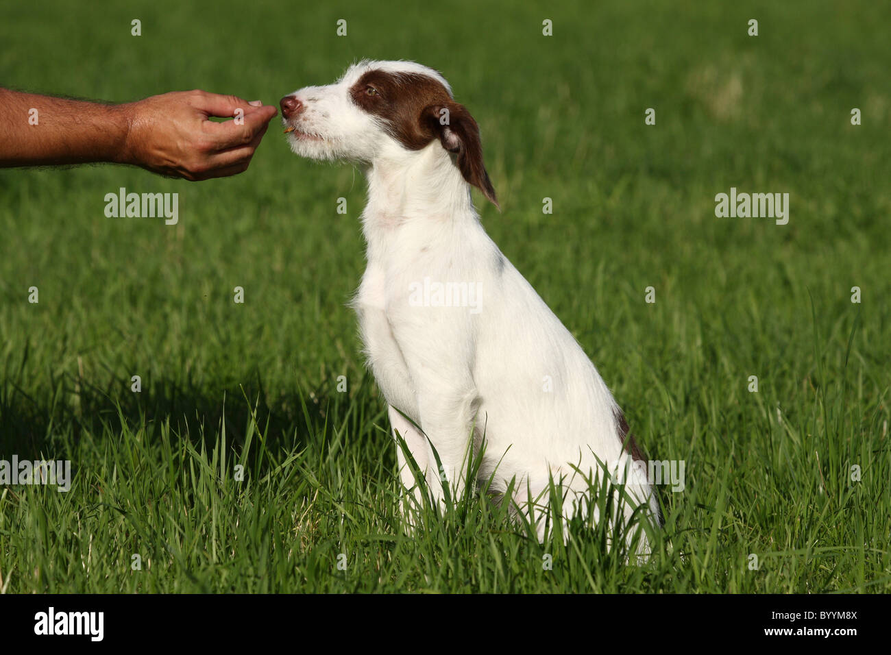 dog gets treat Stock Photo - Alamy