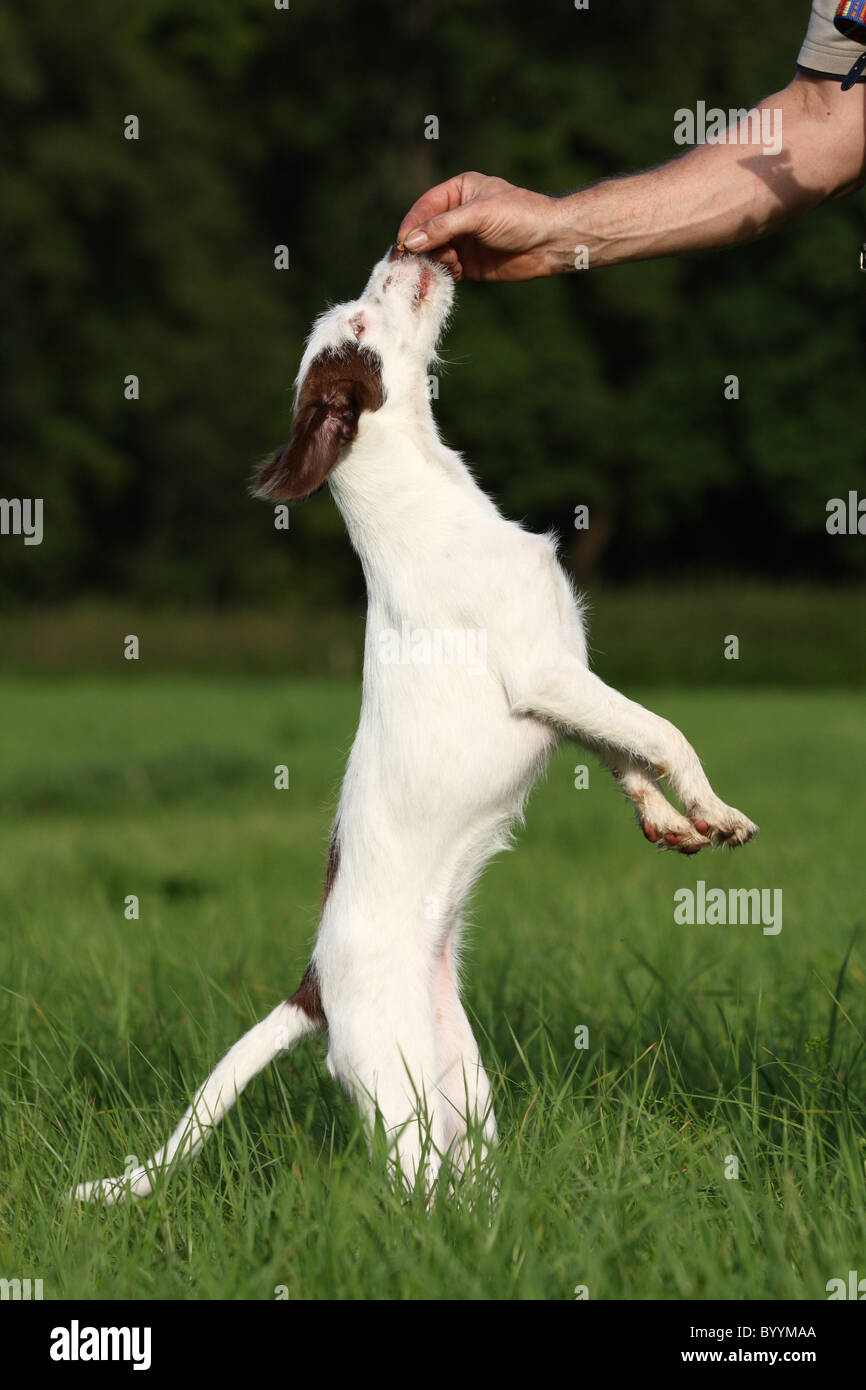 dog gets treat Stock Photo - Alamy