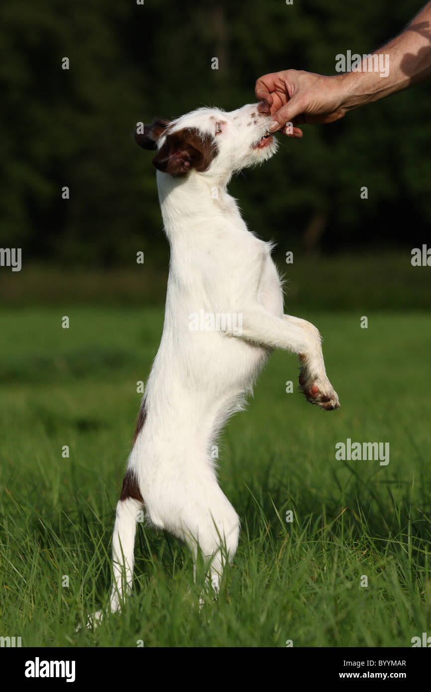 dog gets treat Stock Photo - Alamy
