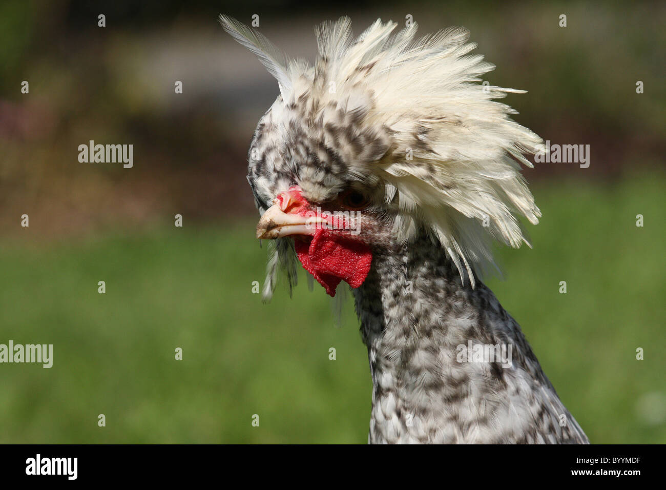 Chicken Portraits High Resolution Stock Photography and Images - Alamy