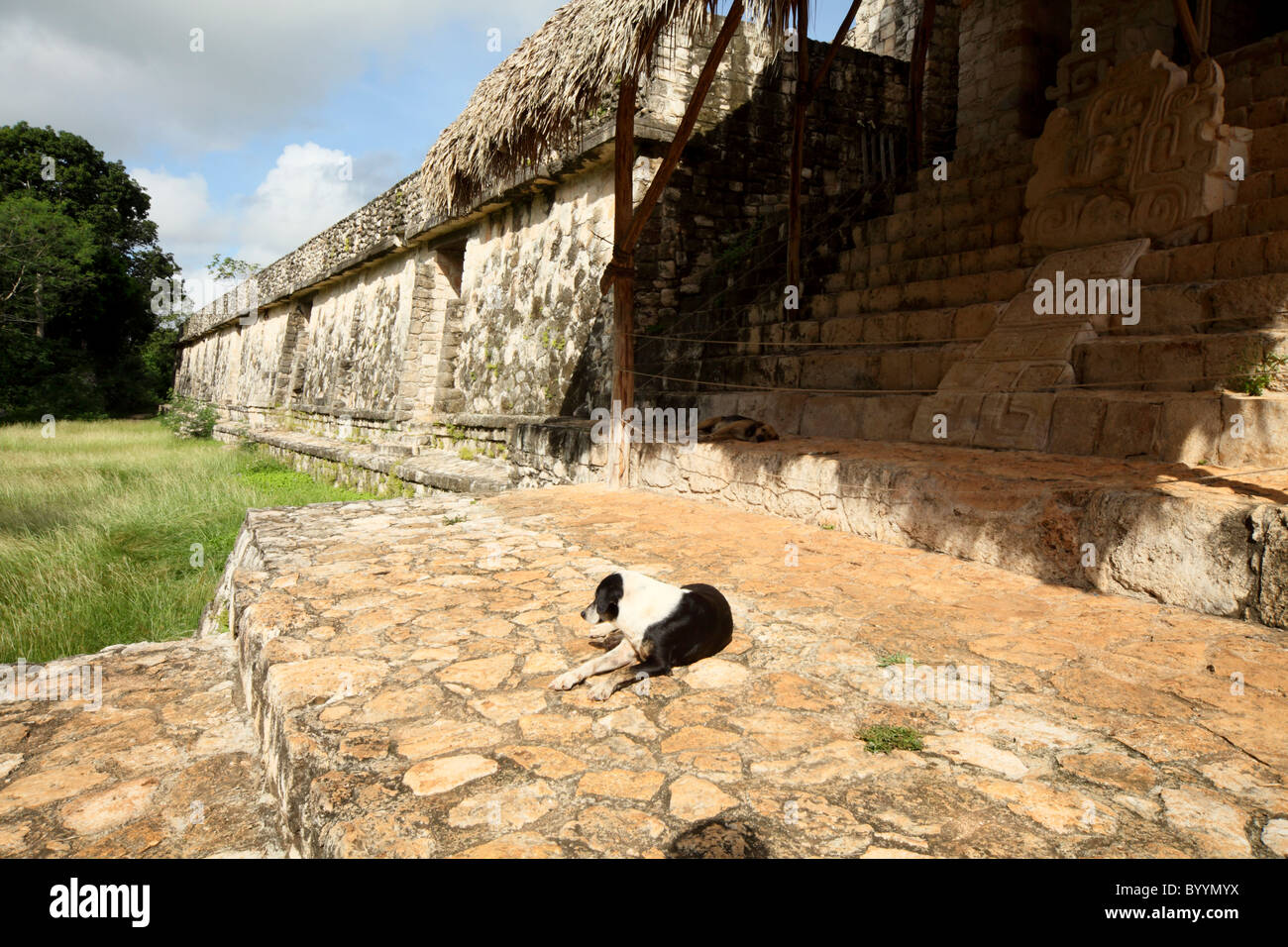 A DOG RESTING AT THE ACROPOLIS, MAYAN RUIN SITES OF EK BALAM, YUCATAN ...