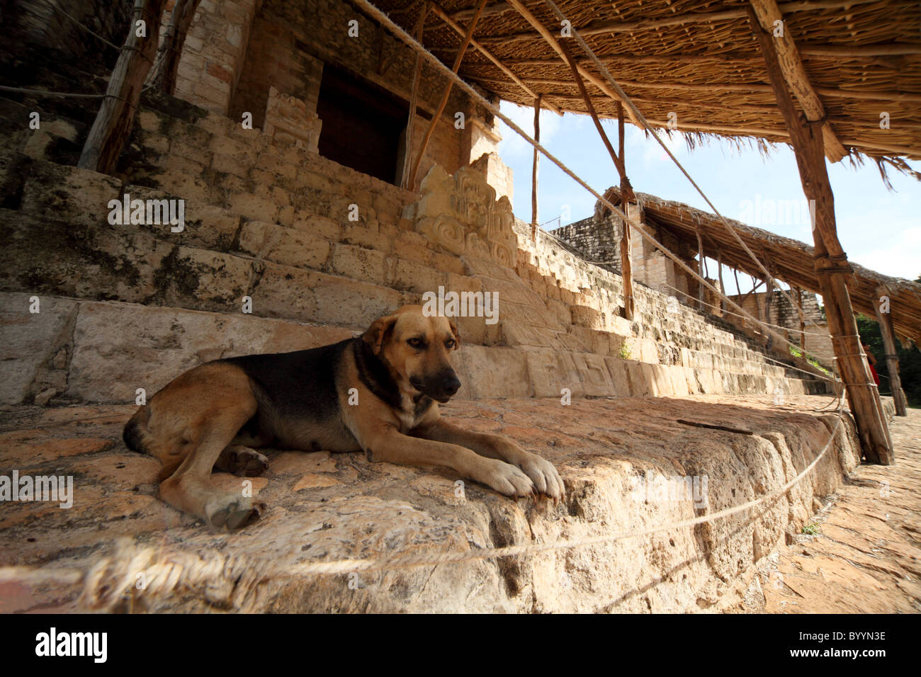 A DOG RESTING AT THE ACROPOLIS, MAYAN RUIN SITES OF EK BALAM, YUCATAN ...