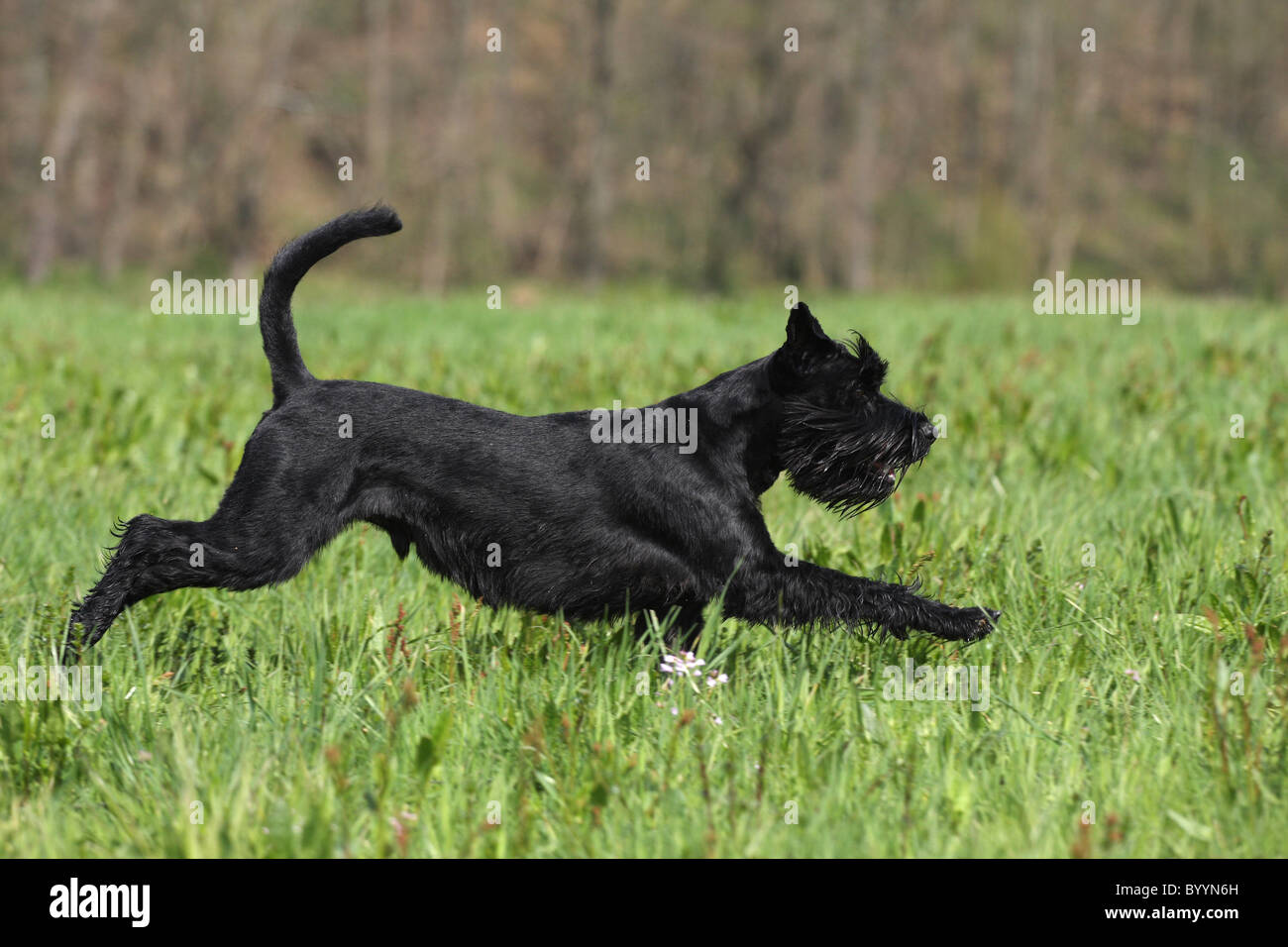 Side profile schnauzer hi-res stock photography and images - Alamy