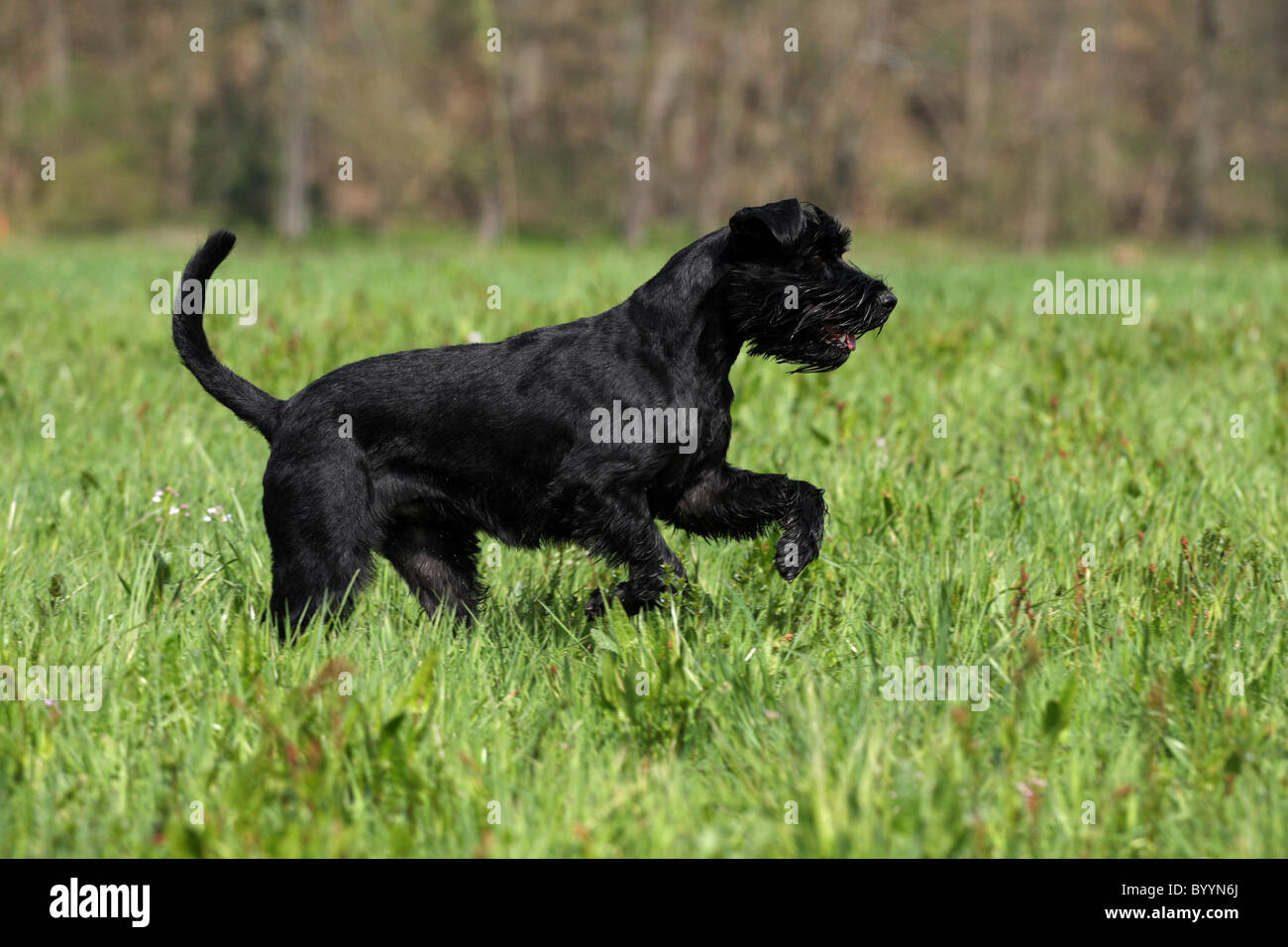 Side profile schnauzer hi-res stock photography and images - Alamy