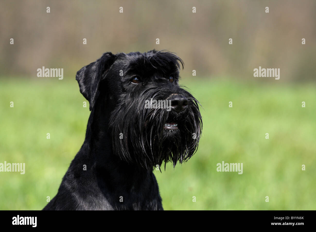 Medium Size Schnauzer Dog High Resolution Stock Photography and Images ...
