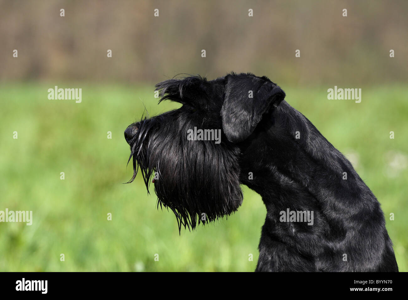 Side profile schnauzer hi-res stock photography and images - Alamy