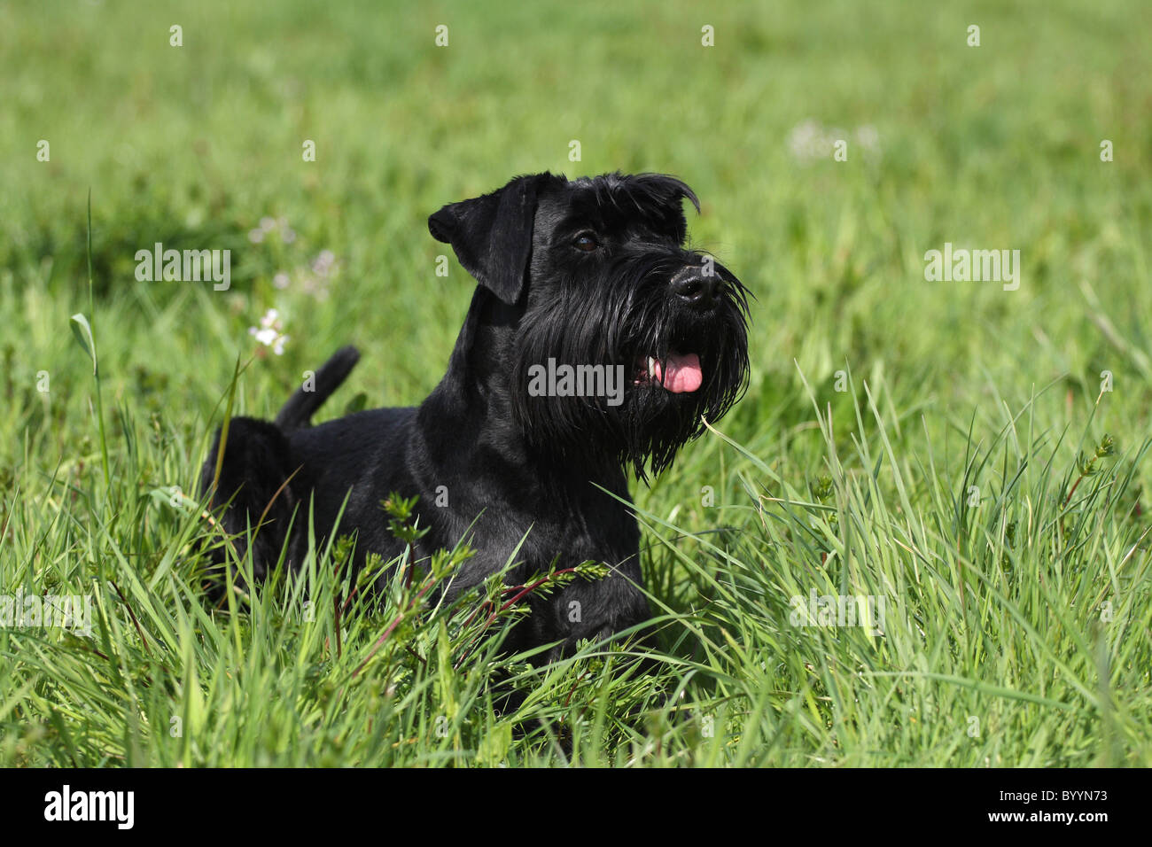 Black wire haired dog hi-res stock photography and images - Alamy