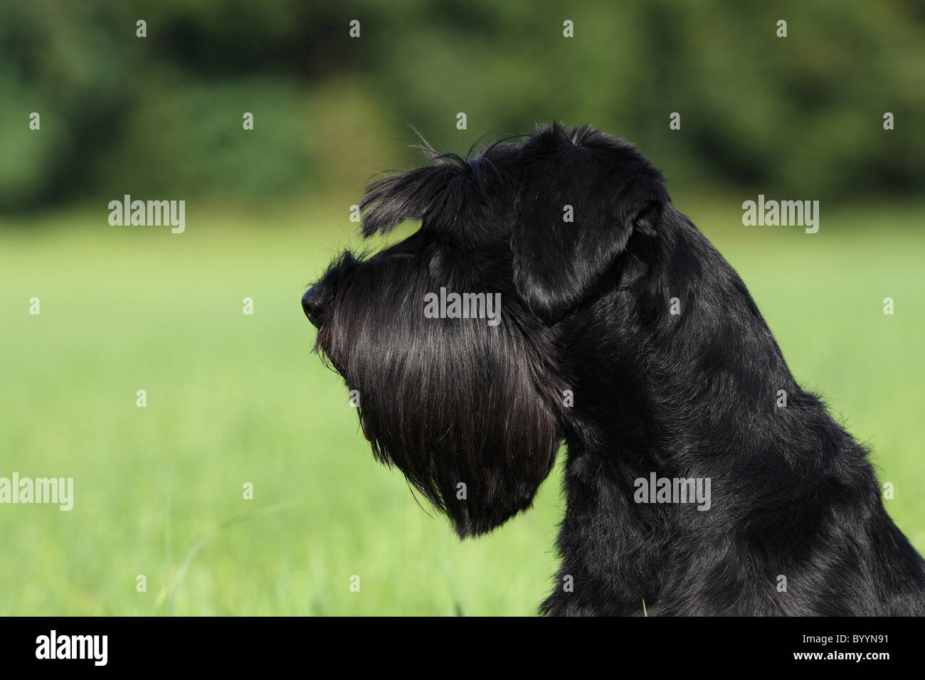 Side profile schnauzer hi-res stock photography and images - Alamy