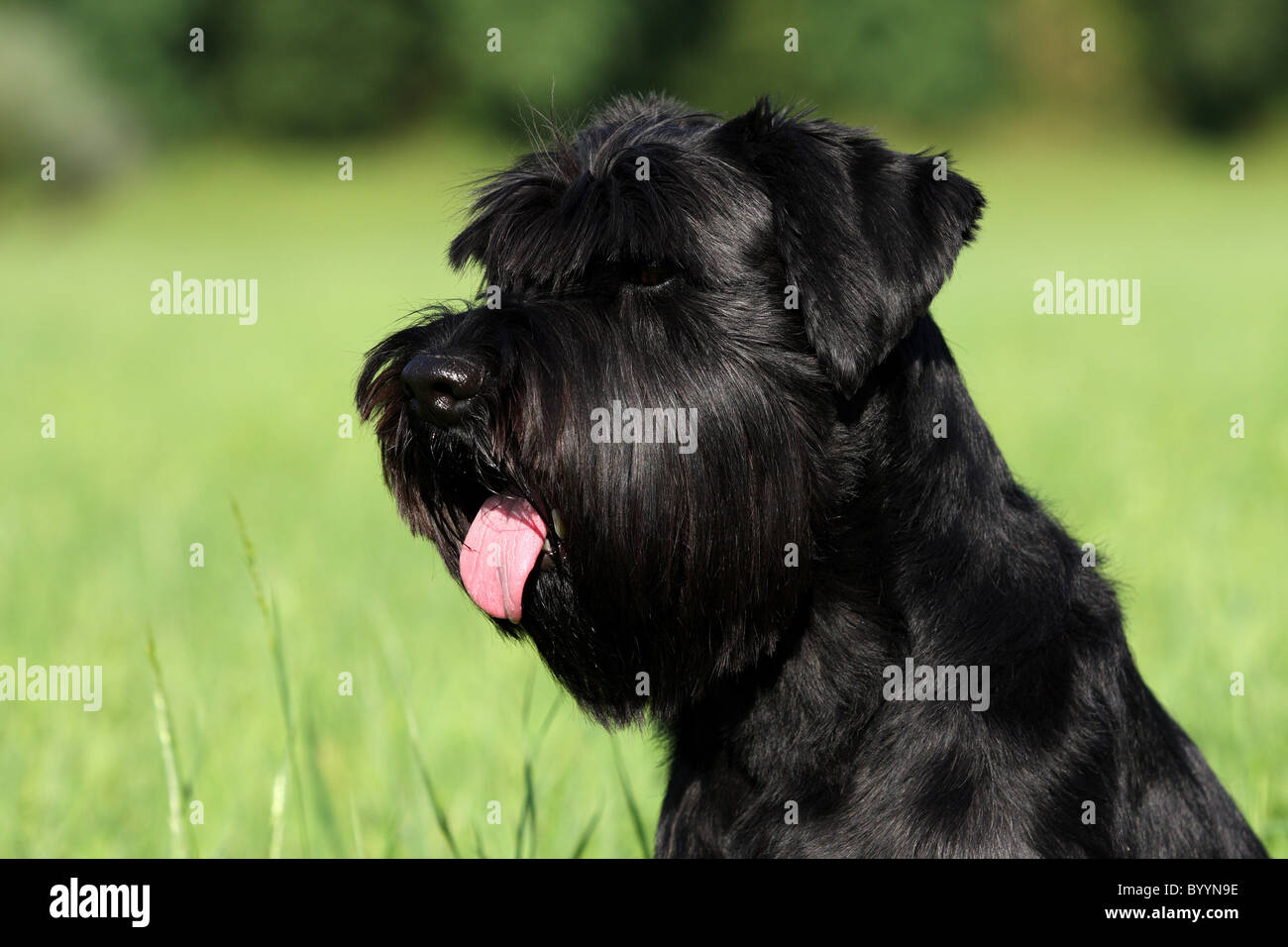 Medium Size Schnauzer Dog High Resolution Stock Photography and Images ...