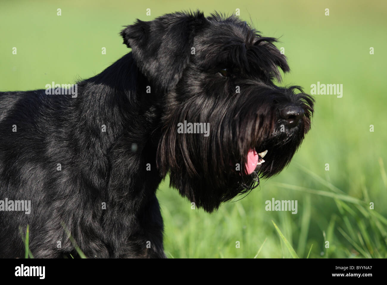 Medium size schnauzer dog hi-res stock photography and images - Alamy