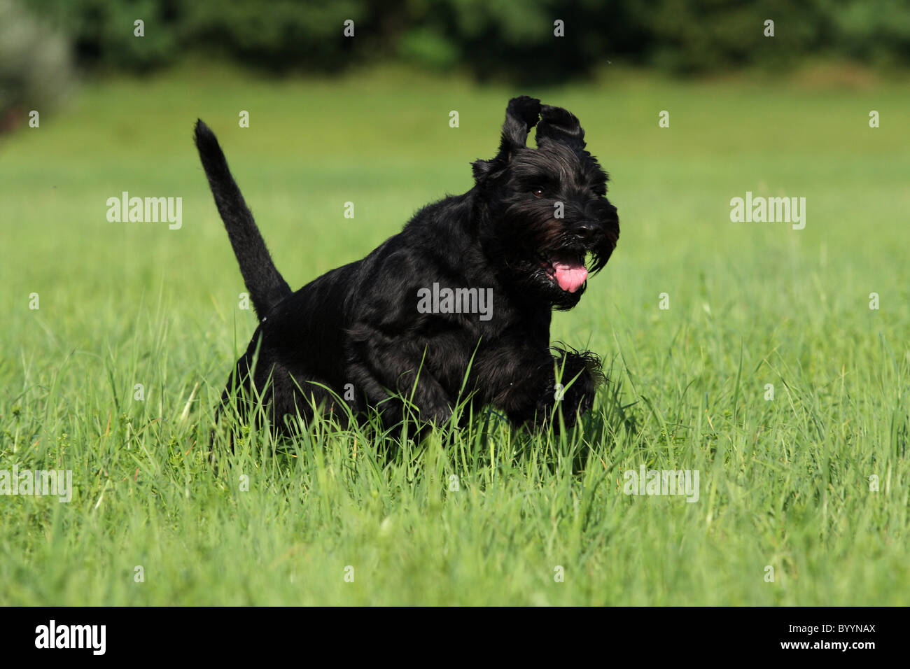 Medium Size Schnauzer Dog High Resolution Stock Photography and Images ...
