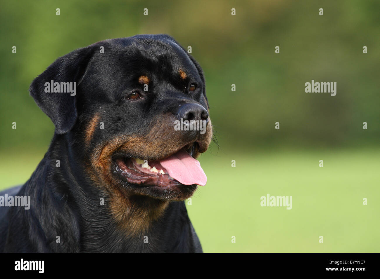 Rottweiler portraits hi-res stock photography and images - Alamy