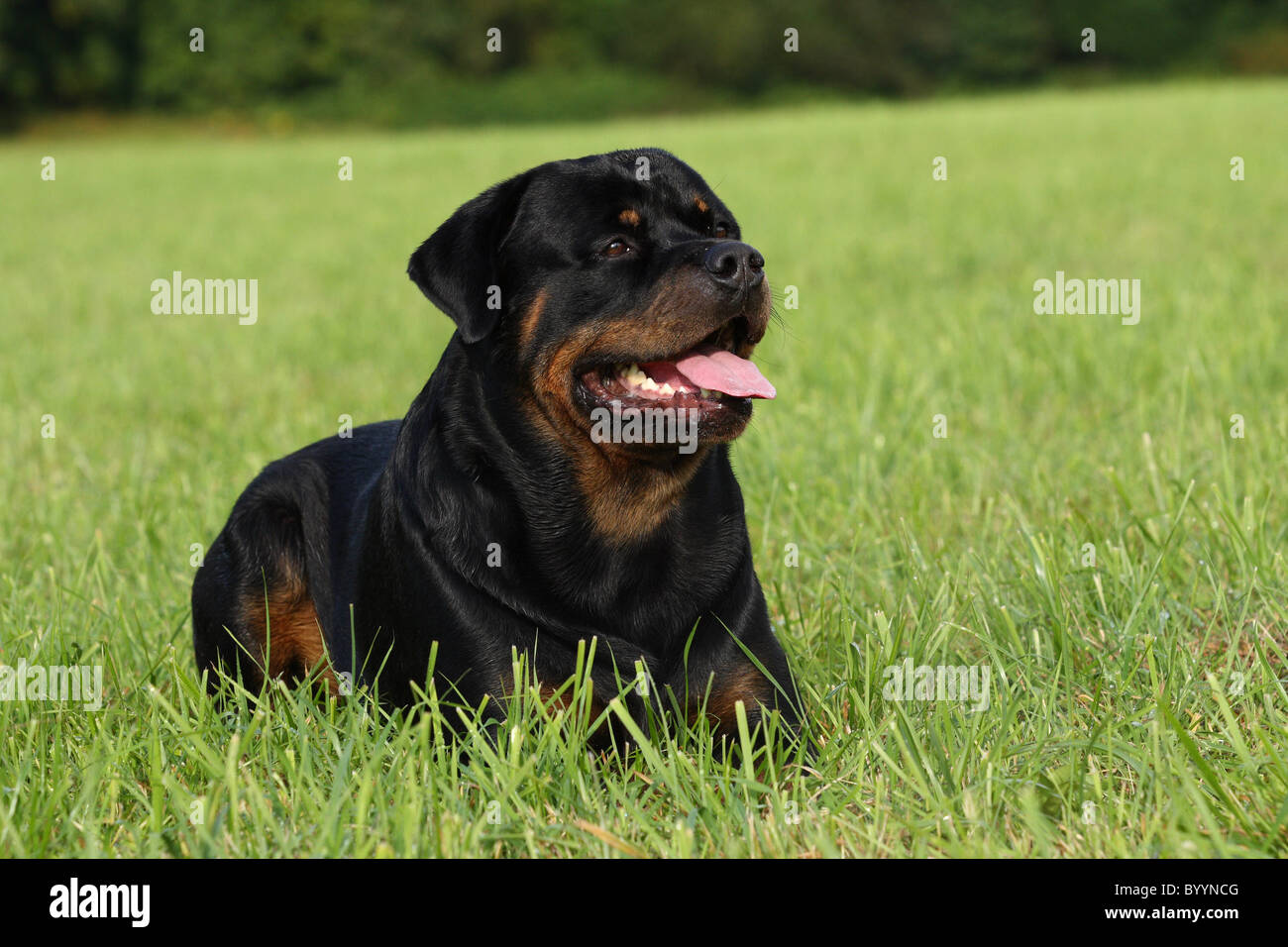 Rottweilers hi-res stock photography and images - Alamy