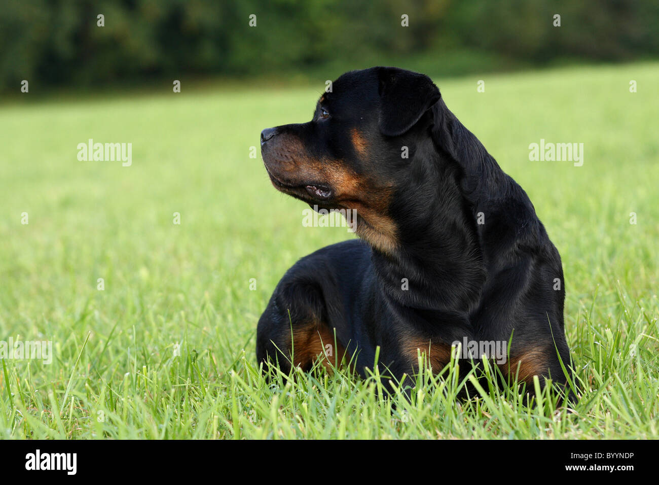 Male rottweiler hi-res stock photography and images - Alamy