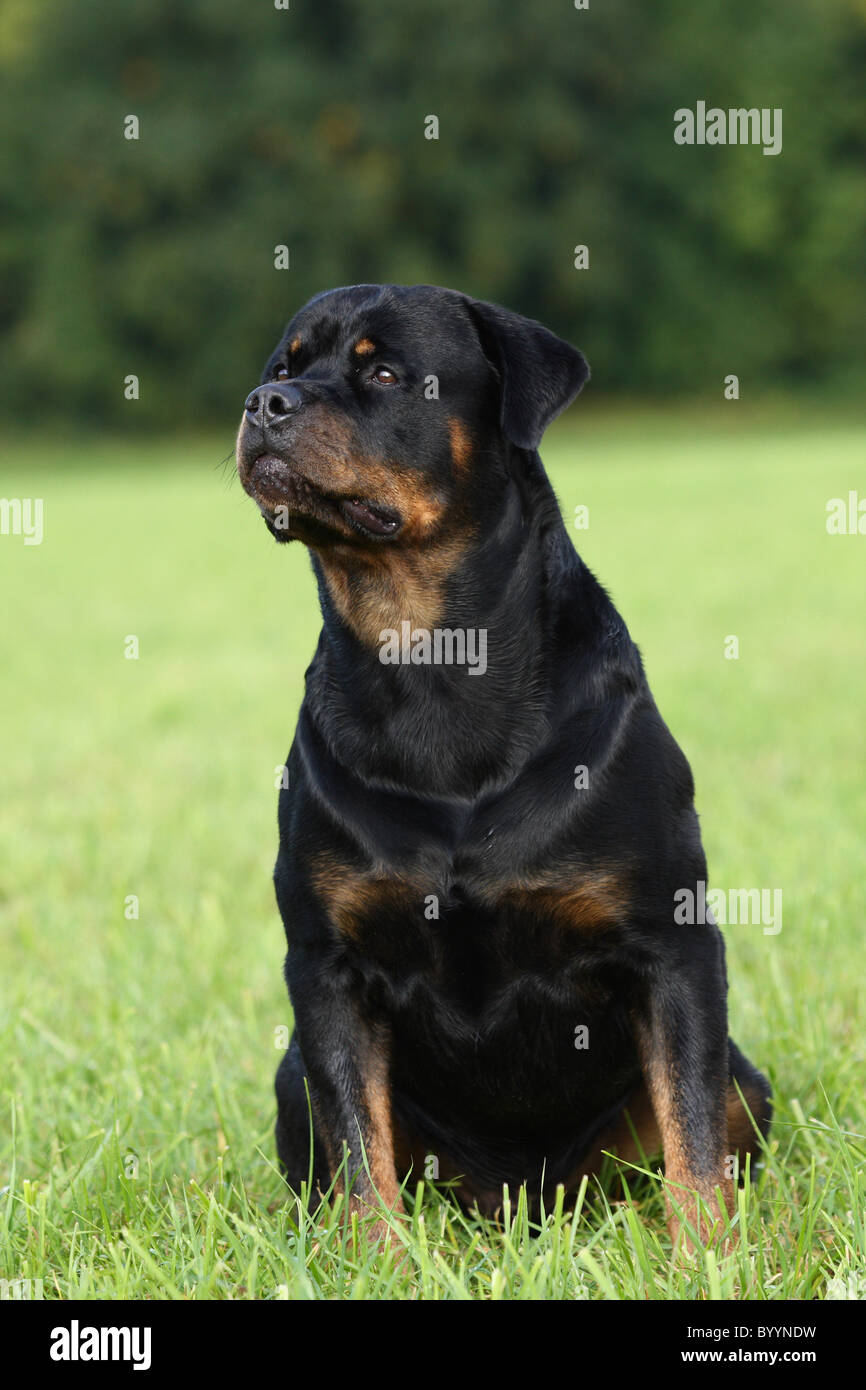 Male rottweiler hi-res stock photography and images - Alamy