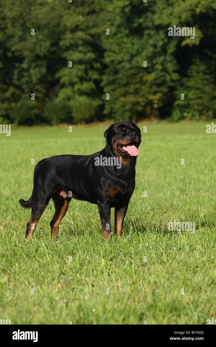Rottweiler pasture hi-res stock photography and images - Alamy